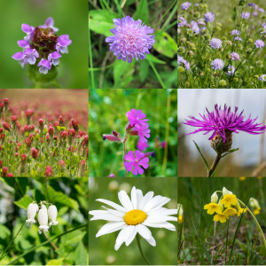 Turf factsheets - Resources - Provender Nurseries - Wholesale Nursery ...