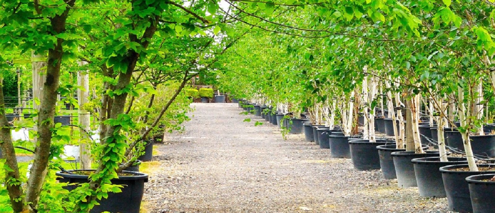 Provender Nurseries - Wholesale Nursery in Swanley, Kent