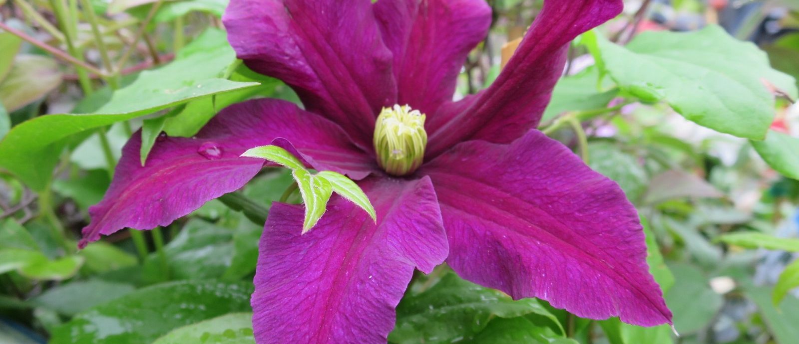 Provender Nurseries - Wholesale Nursery in Swanley, Kent