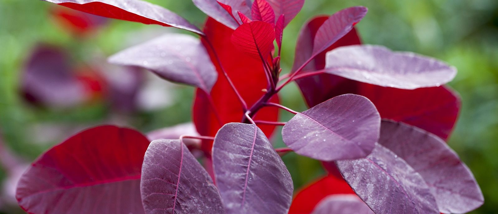 Provender Nurseries - Wholesale Nursery in Swanley, Kent