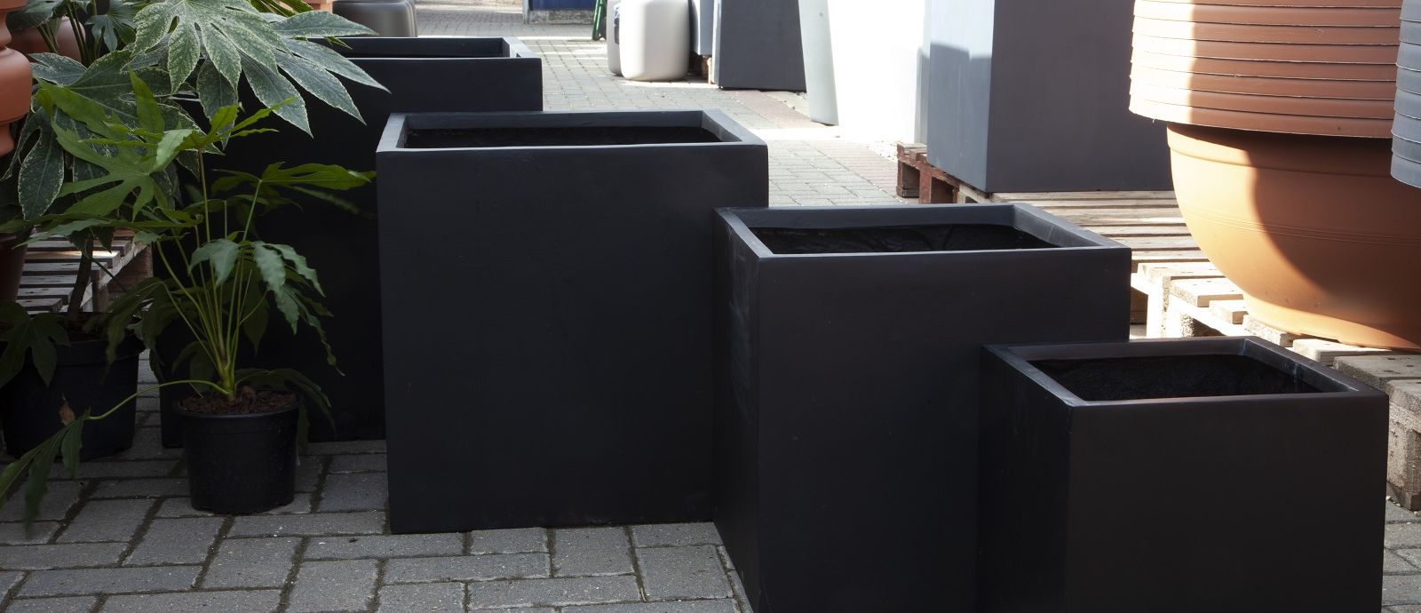 Provender Nurseries | Wholesale Nursery in Swanley