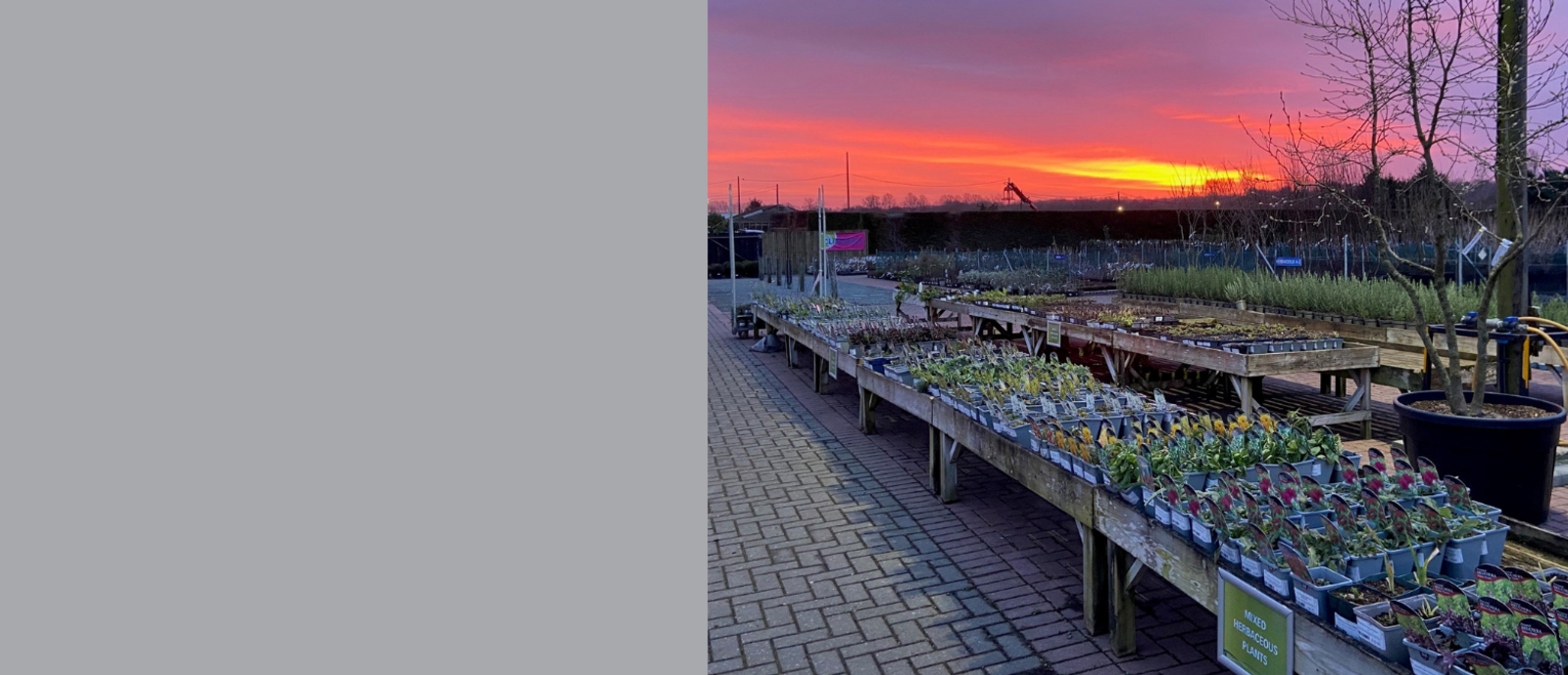 Provender Nurseries | Wholesale Nursery in Swanley