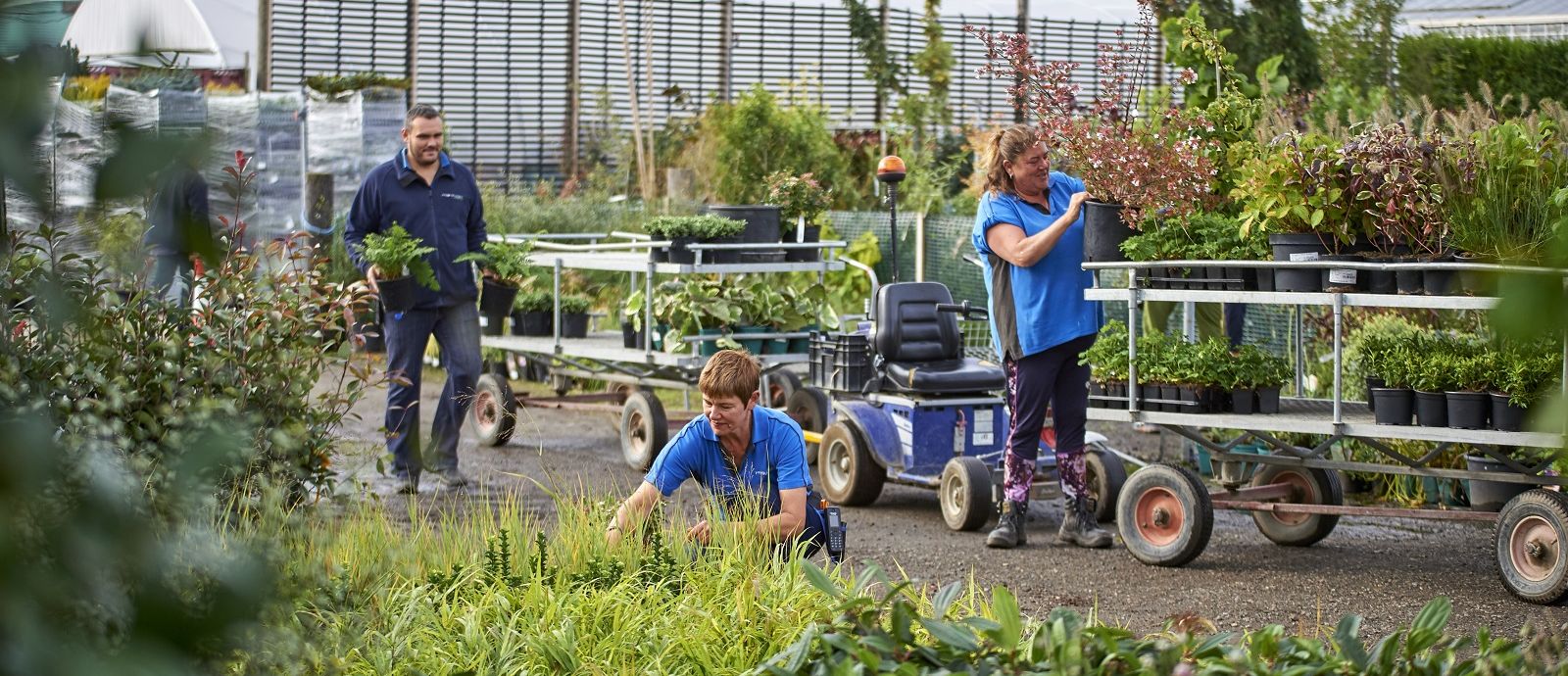 Provender Nurseries - Wholesale Nursery in Swanley, Kent