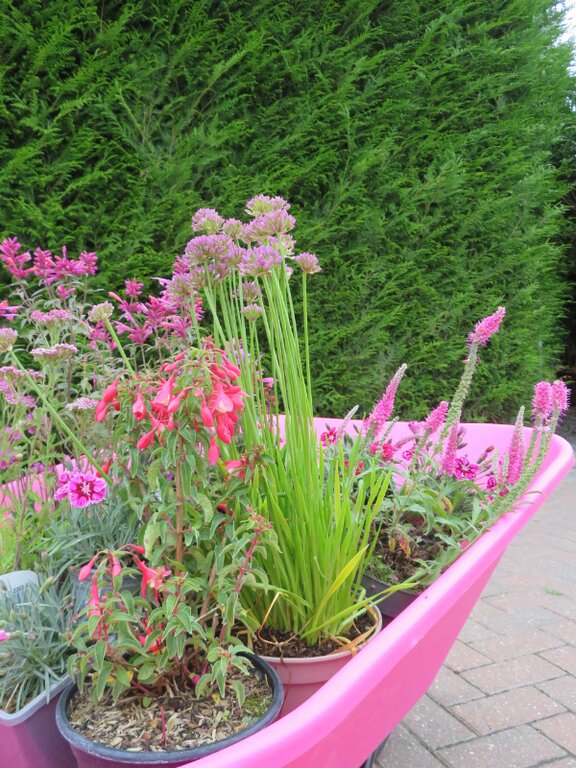 In-Depth News for Trade Customers | Provender Nurseries - Provender ...