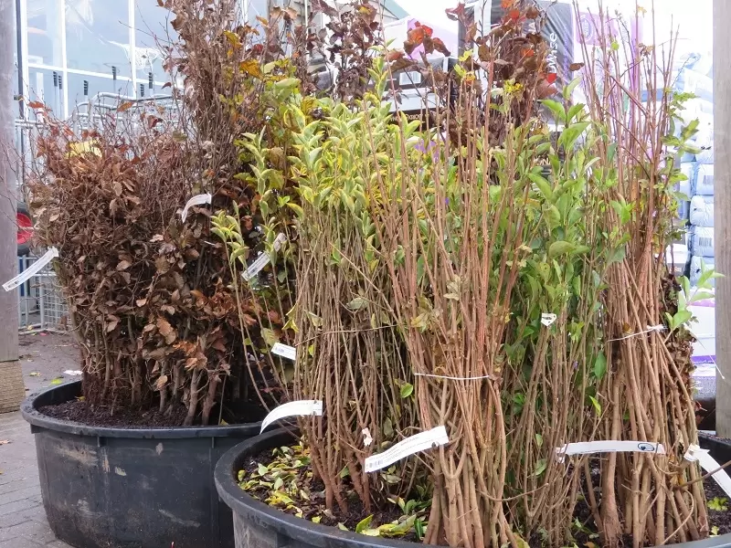 Bare Root Hedging NOW IN - Provender Nurseries - Wholesale Nursery in ...