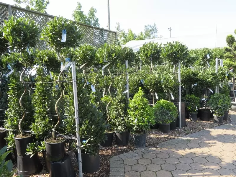 In-Depth News for Trade Customers | Provender Nurseries - Provender ...