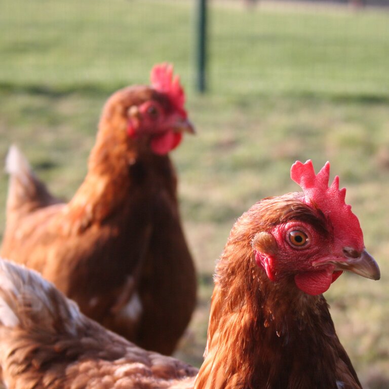 In-Depth News for Trade Customers | Provender Nurseries - Provender ...