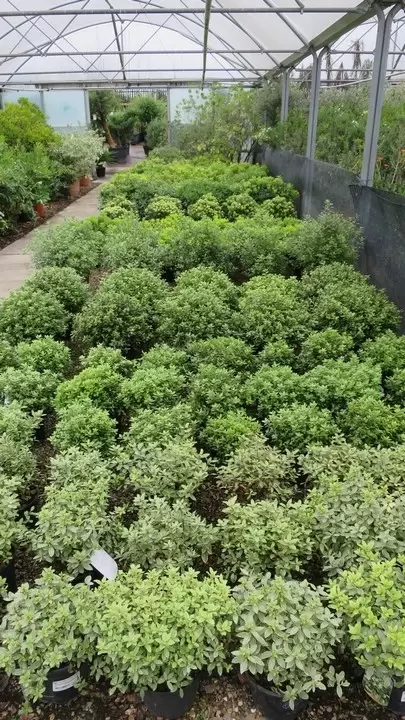 In-Depth News for Trade Customers | Provender Nurseries - Provender ...