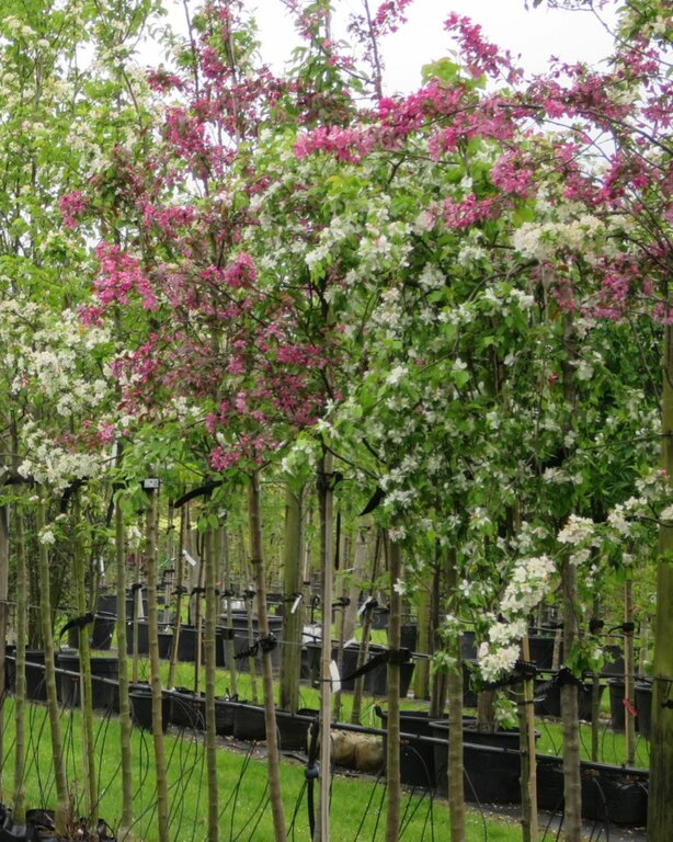 In-Depth News for Trade Customers | Provender Nurseries - Provender ...