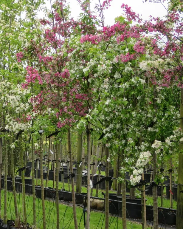 In-Depth News for Trade Customers | Provender Nurseries - Provender ...