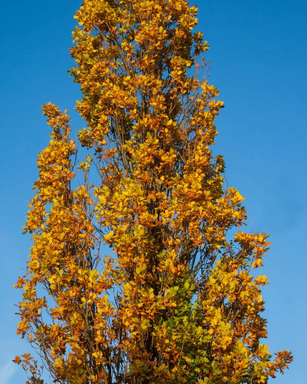 Personal tree tagging with our resident tree experts - Provender ...