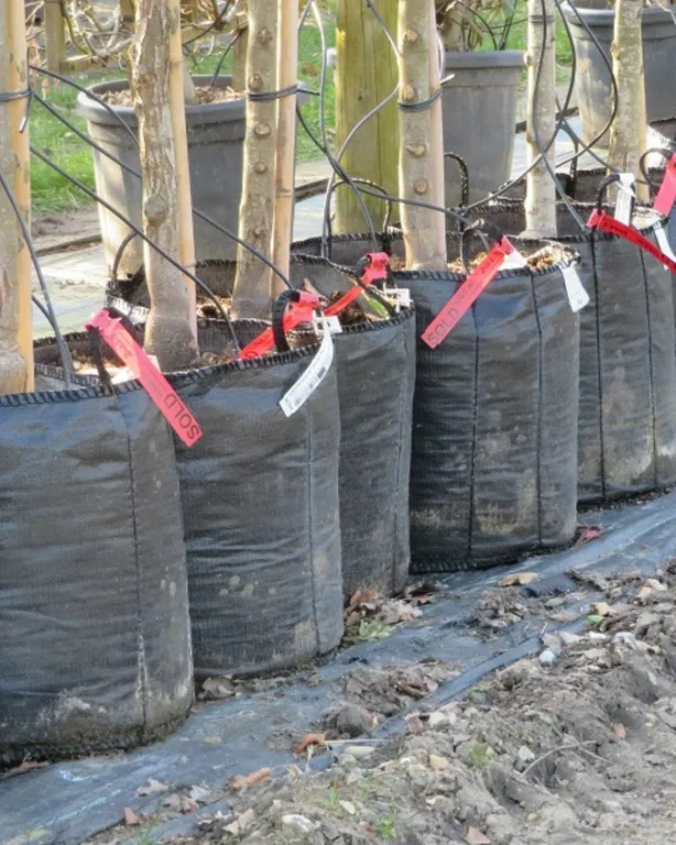 Personal tree tagging with our resident tree experts - Provender ...