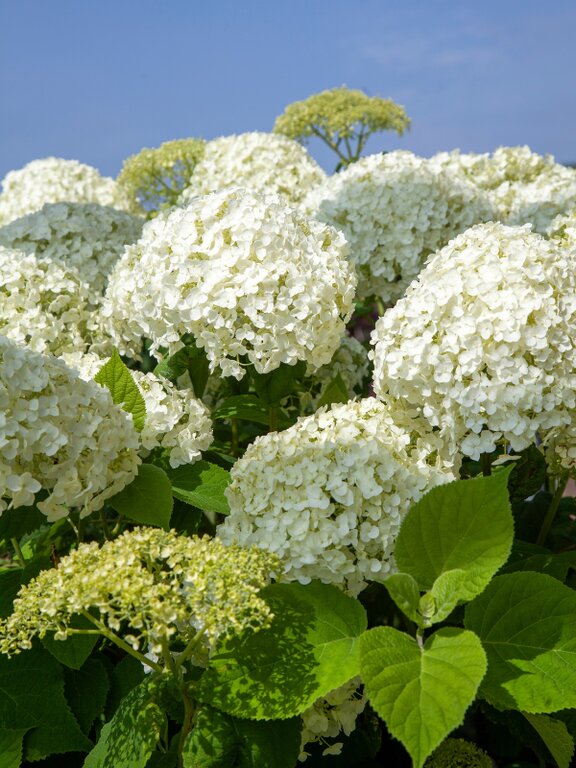 In-Depth News for Trade Customers | Provender Nurseries - Provender ...