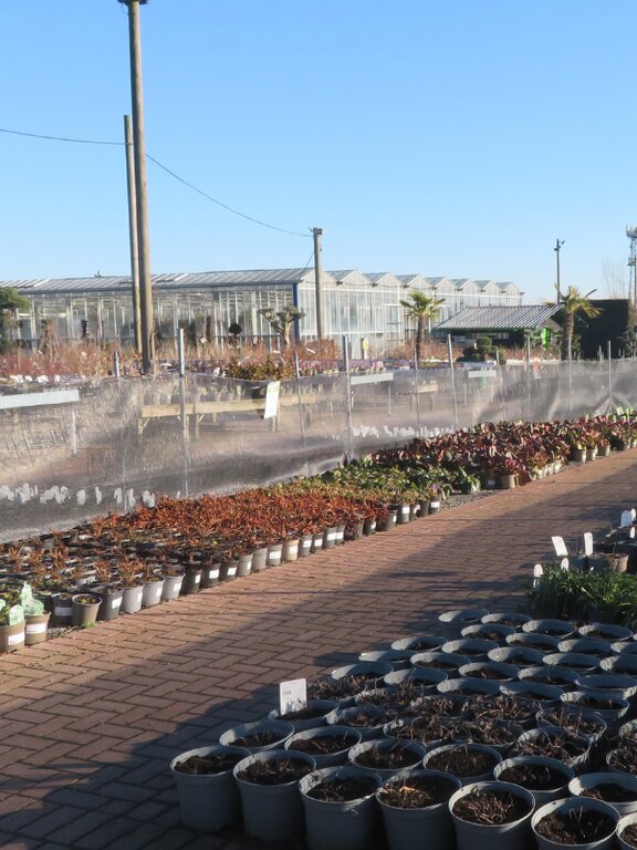 In-Depth News for Trade Customers | Provender Nurseries - Provender ...