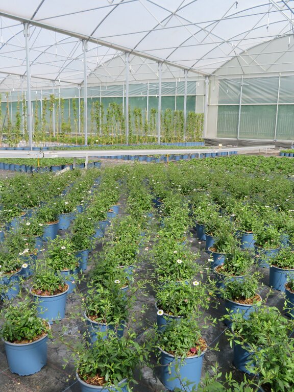 In-Depth News for Trade Customers | Provender Nurseries - Provender ...