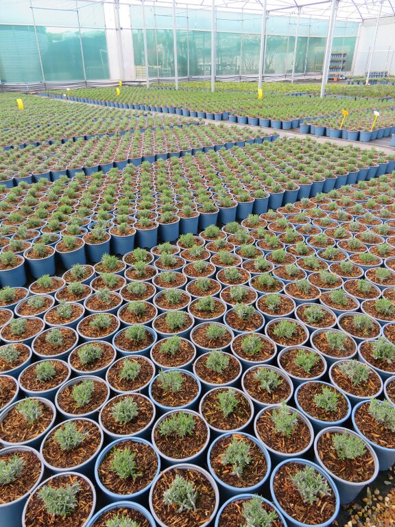 In-Depth News for Trade Customers | Provender Nurseries - Provender ...