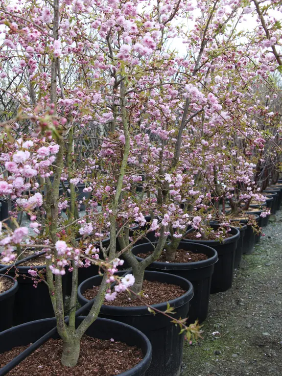 Prunus ‘Kiku-shidare-zakura’ - Provender Nurseries - Wholesale Nursery ...