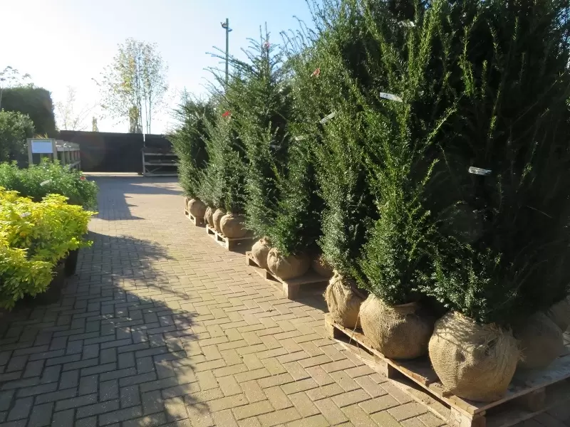 Root ball hedging season arrives - Provender Nurseries - Wholesale ...