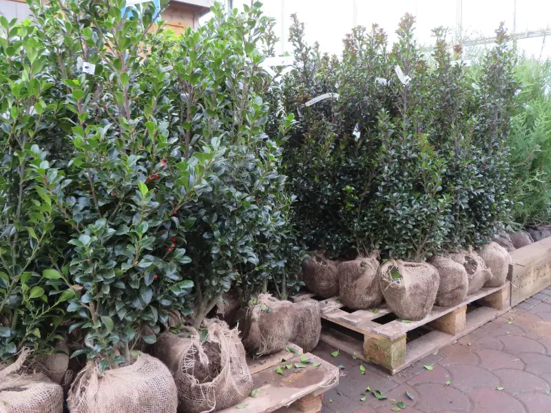 Root ball hedging – what’s new? - Provender Nurseries - Wholesale ...