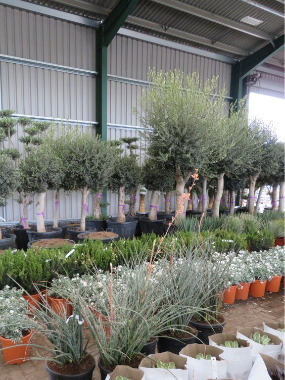 In-Depth News for Trade Customers | Provender Nurseries - Provender ...