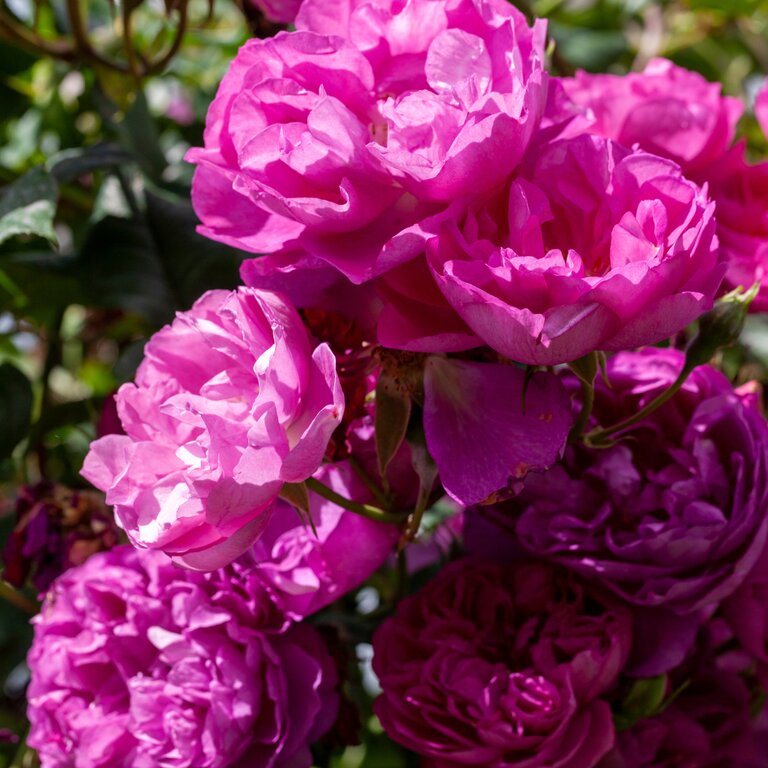 In-Depth News for Trade Customers | Provender Nurseries - Provender ...