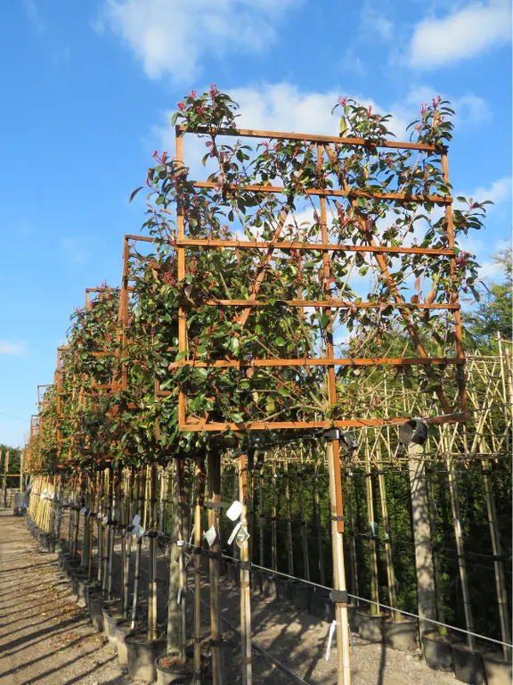 In-Depth News for Trade Customers | Provender Nurseries - Provender ...
