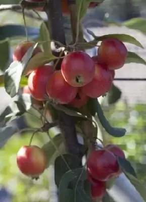 MALUS x robusta 'Red Sentinel' - Provender Nurseries - Wholesale ...