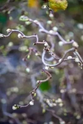 CORYLUS avellana 'Twister' - Provender Nurseries - Wholesale Nursery in ...