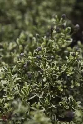 CEANOTHUS thyrsiflorus 'Cool Blue' - Provender Nurseries - Wholesale ...