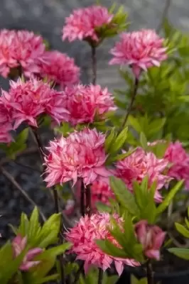 AZALEA 'Homebush' - Provender Nurseries - Wholesale Nursery in Swanley ...