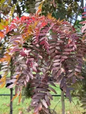 GLEDITSIA triacanthos 'Rubylace' - Provender Nurseries - Wholesale ...