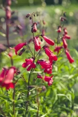 PENSTEMON 'Firebird' - Provender Nurseries - Wholesale Nursery in ...