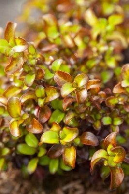 COPROSMA repens 'Pina Colada' - Provender Nurseries - Wholesale Nursery ...