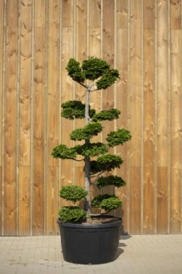 CHAMAECYPARIS obtusa 'Contorta' - Provender Nurseries - Wholesale ...