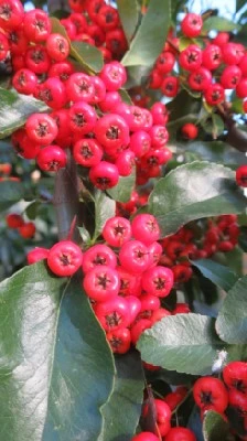 PYRACANTHA 'Saphyr Red' - Provender Nurseries - Wholesale Nursery in ...