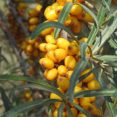 HIPPOPHAE rhamnoides - Provender Nurseries - Wholesale Nursery in ...