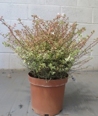 ABELIA x grandiflora 'Confetti' - Provender Nurseries - Wholesale ...