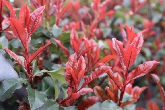 PHOTINIA x fraseri 'Magical Volcano' - Provender Nurseries - Wholesale ...