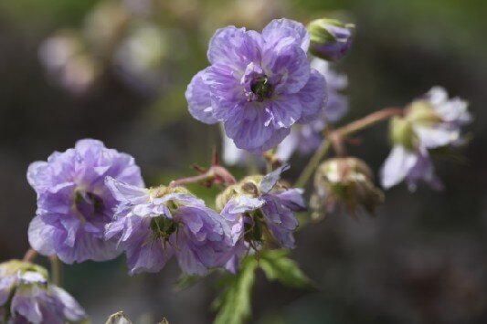 GERANIUM pratense 'Cloud Nine' - Provender Nurseries - Wholesale ...