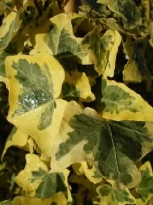 HEDERA helix 'Yellow Ripple' - Provender Nurseries - Wholesale Nursery ...