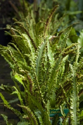 ASPLENIUM scolopendrium 'Angustatum' - Provender Nurseries - Wholesale ...