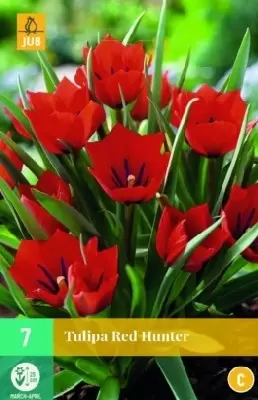 TULIPA 'Red Hunter' - Provender Nurseries - Wholesale Nursery in ...