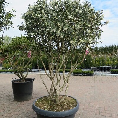 Multi-stem Topiary Options | Provender Nurseries - Provender Nurseries ...